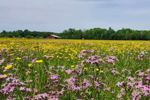 Pics of the week: fields of flowers, birds in love