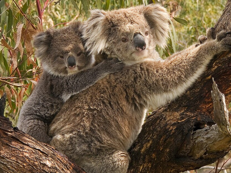 The koalas everyone gave up on are making a genetic comeback