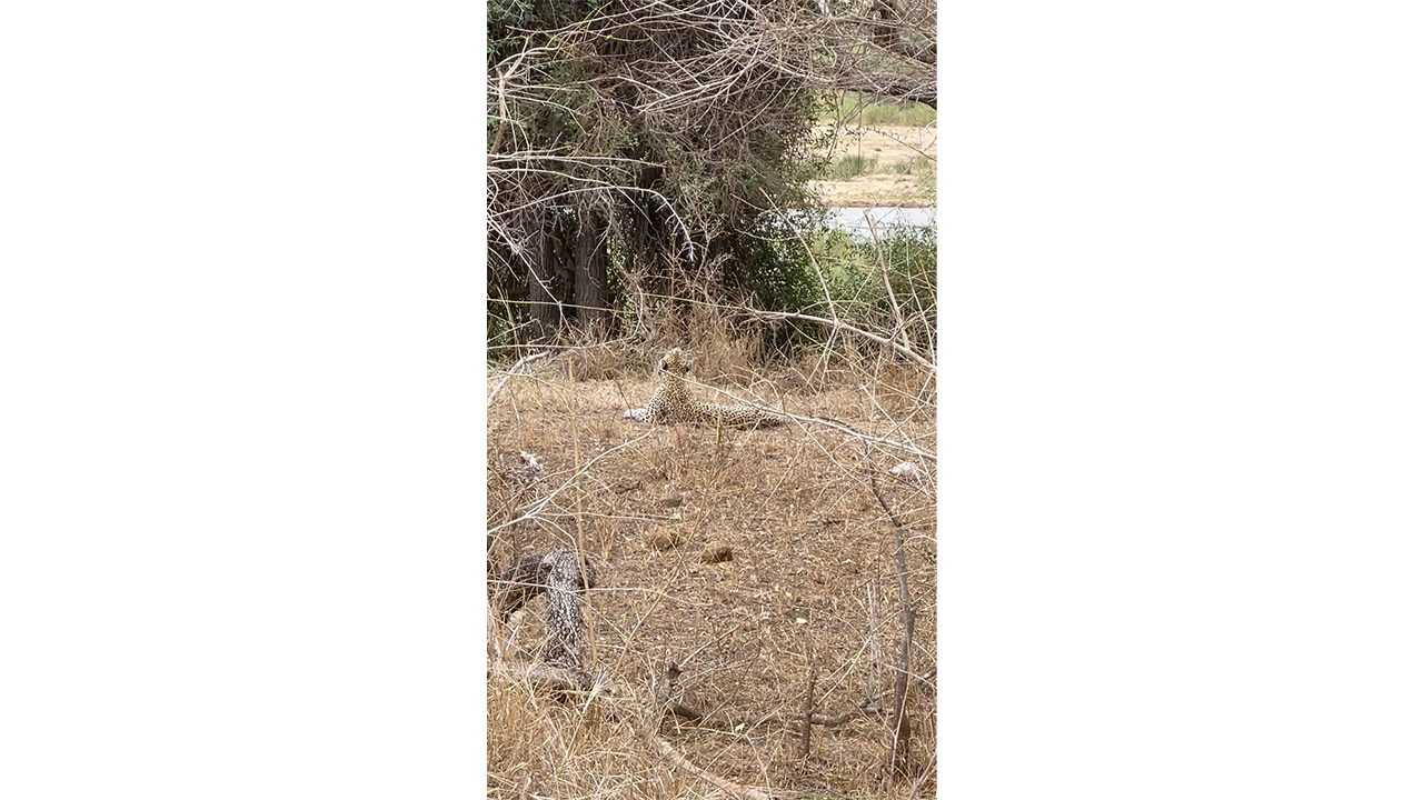 Majestic leopard resting on dry savannah ground near riverside habitat