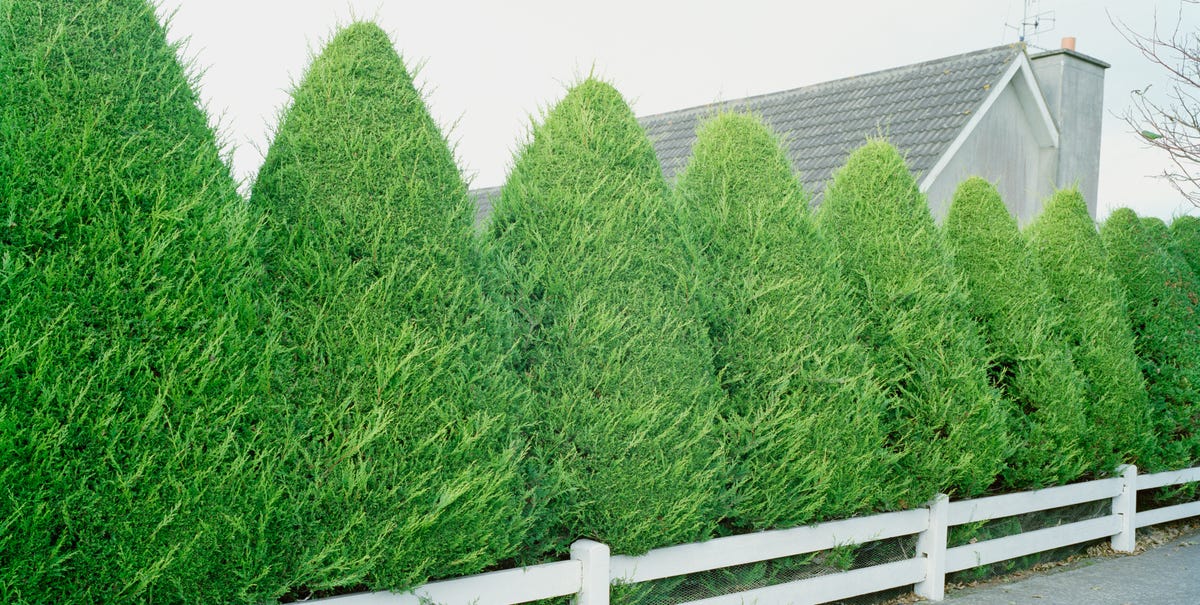 Don't want a fence? These fast-growing trees create privacy instead