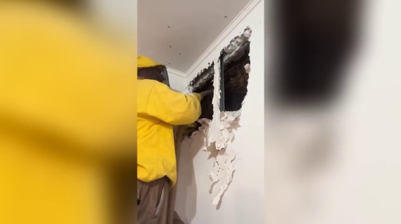 Centomila api in camera da letto a Campagnano Romano, l'intervento per ...
