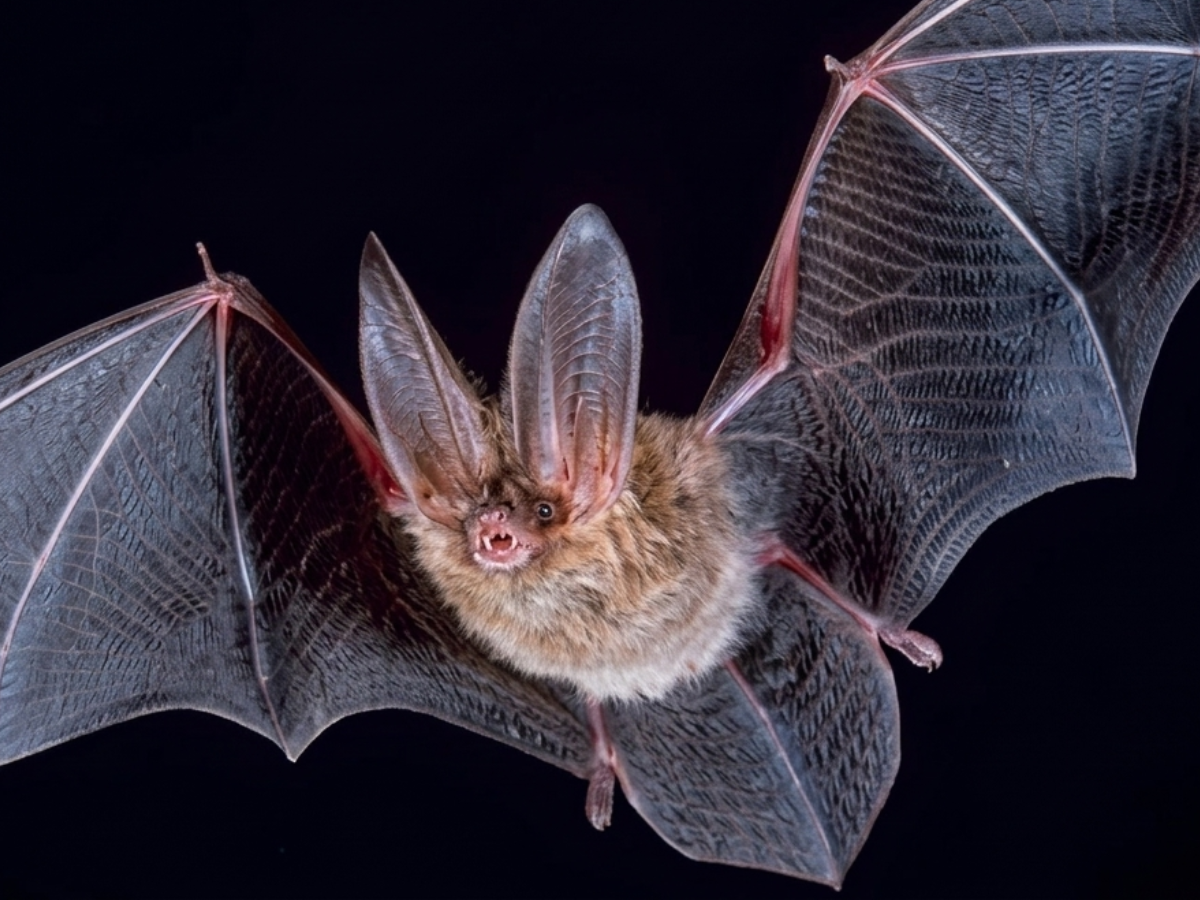 Over 1,500 bat species carry thousands of deadly viruses but rarely get ...