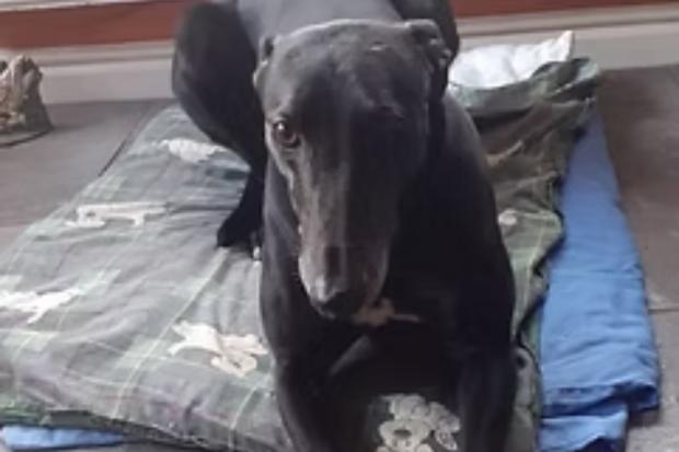 Rescue greyhound Megan ready for a second chance at love and a place to ...