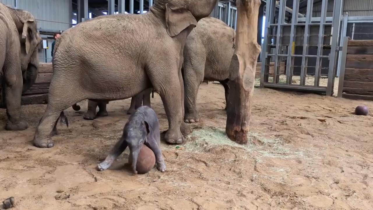 Two-day-old baby elephant born in UK zoo plays with ball on eve of ...