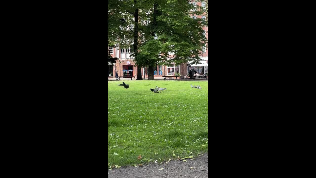 Remarkable moment seagull attacks pigeon but is saved by crow