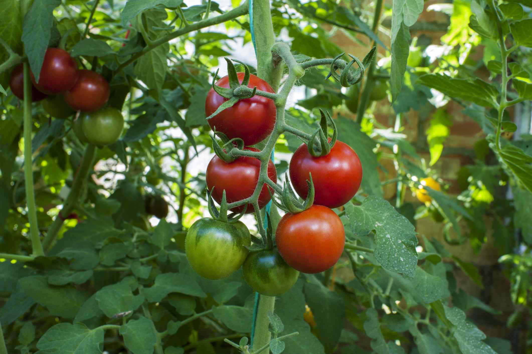 How many tomatoes will one plant produce? Here’s what you need to know ...