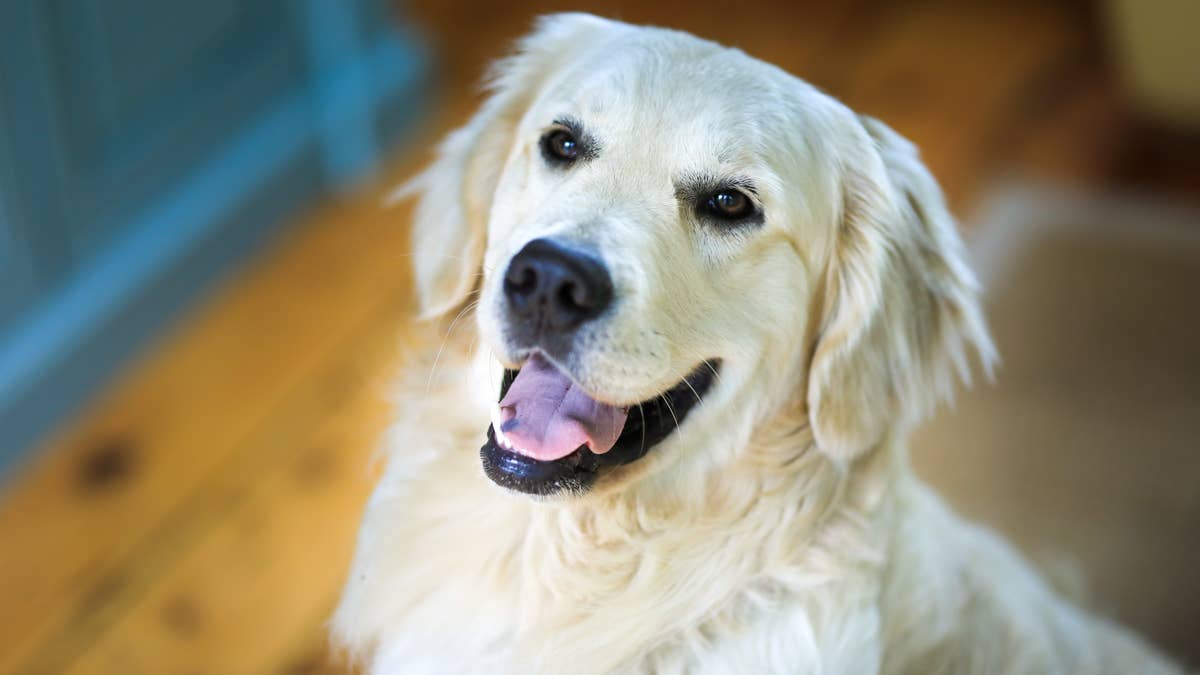 Mom keeps promise to buy her rescue golden a Louis Vuitton collar
