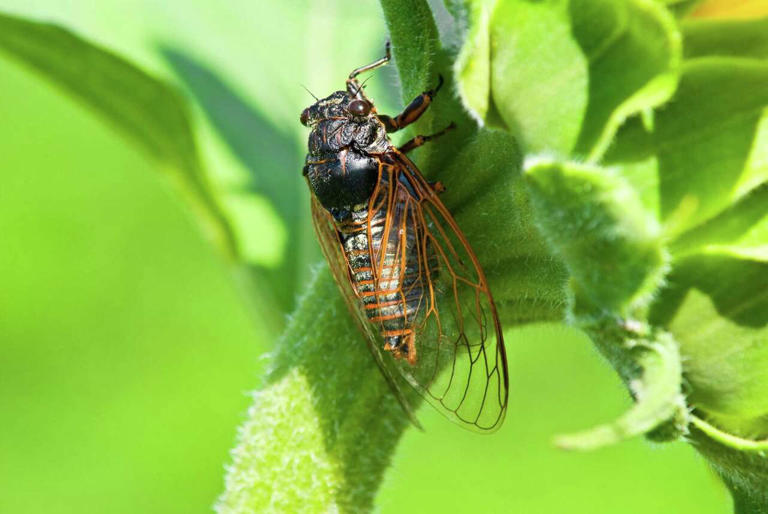 What cicadas' summer songs really mean - and what they say about the ...