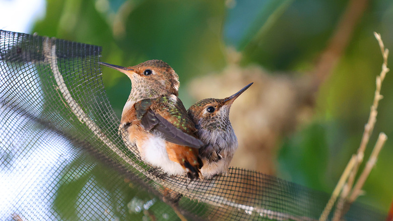 The star-shaped flower that attracts hummingbirds and adds color to the ...