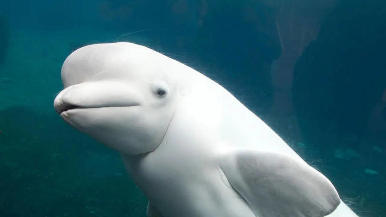 5 rare breathtakingly white animals nature tried to hide from us
