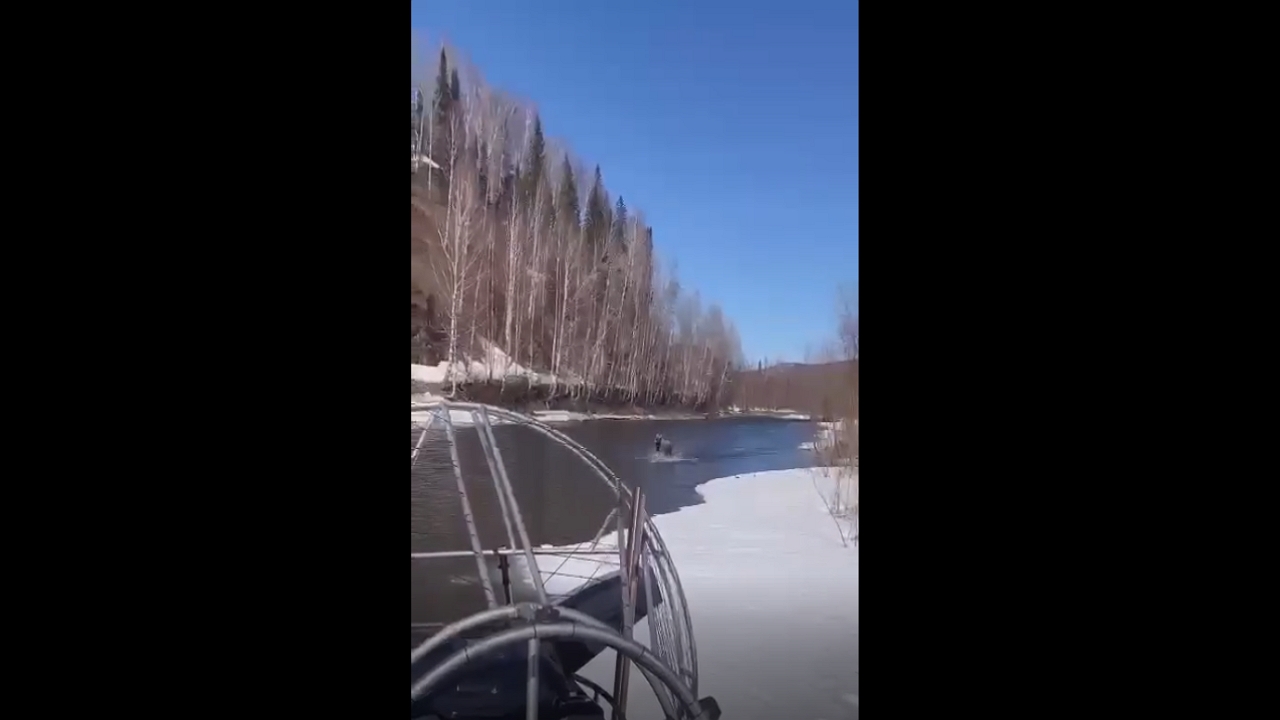 Fishermen save elk from bear attack in Far East Russia