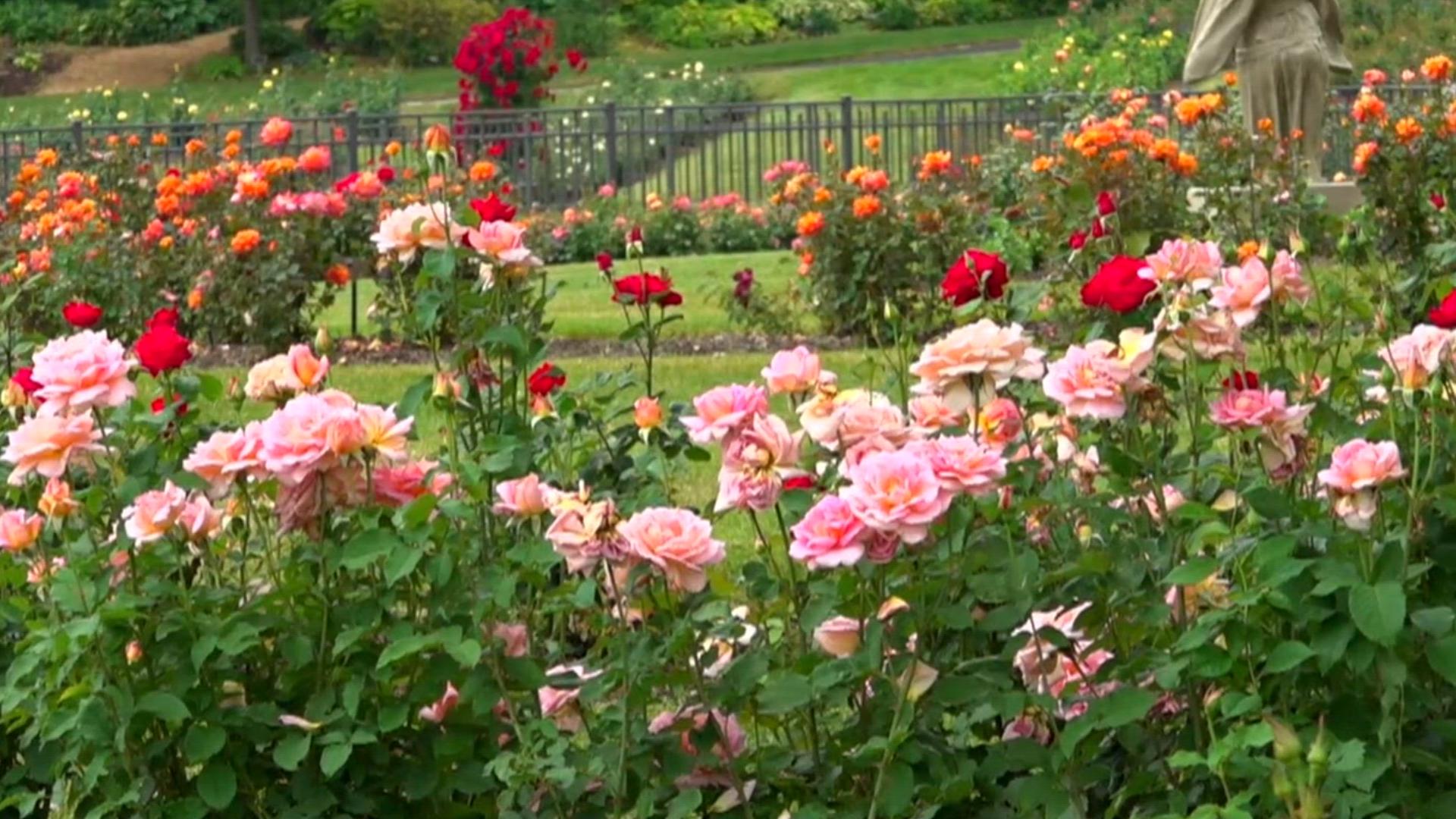 Thousands of roses in bloom at Hershey Gardens to National Rose Month