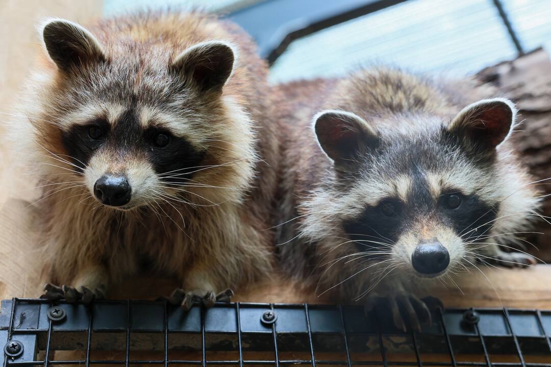 Gott, sind die süß! Waschbären, die Stars in der Fauna Solingen: Viele ...
