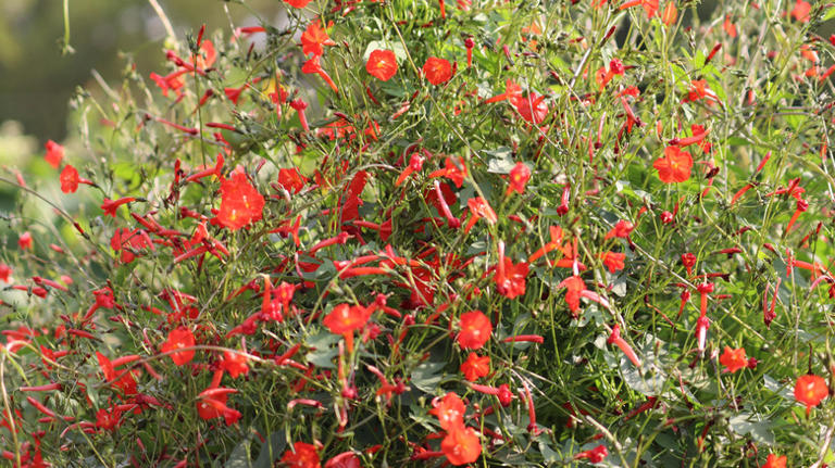 The star-shaped flower that attracts hummingbirds and adds color to the ...