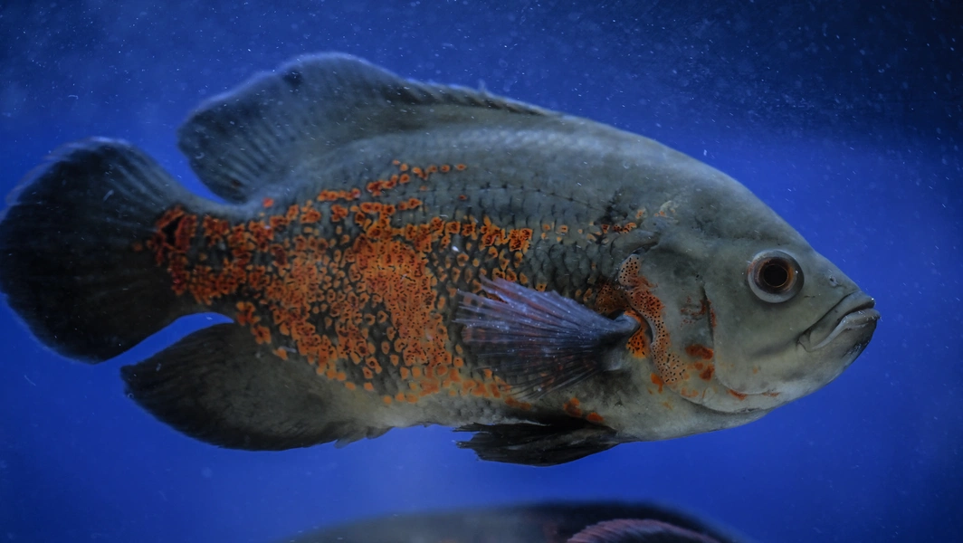 10 aggressive and semi-aggressive aquarium fish