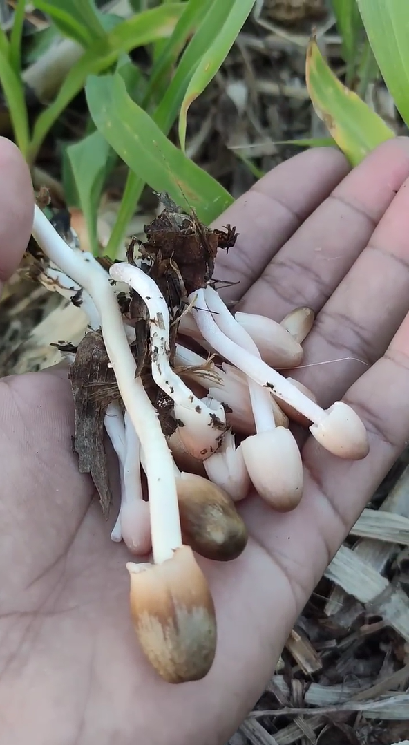 Japanese and corn mushrooms freshly picked in the wild