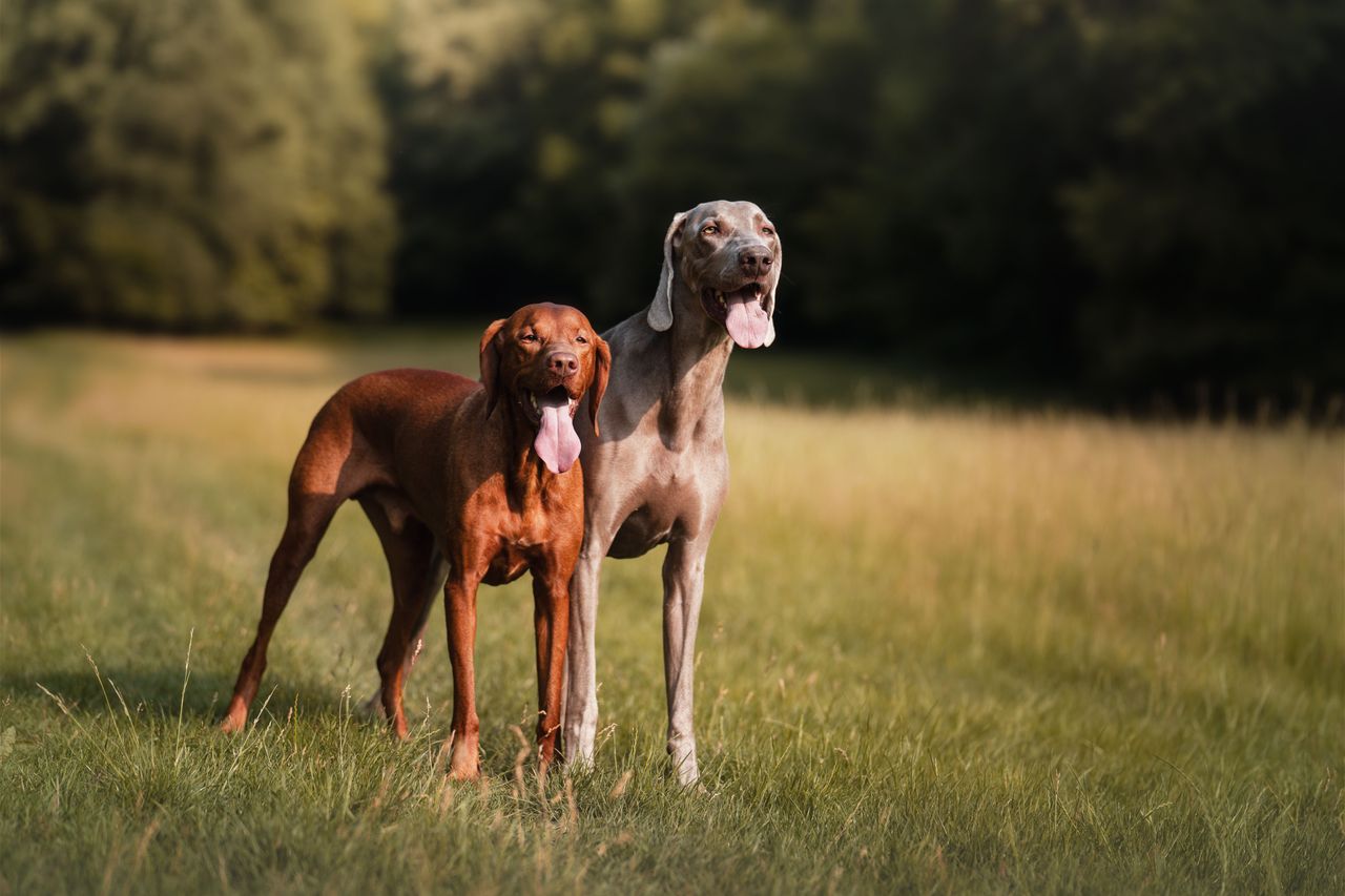15 hunting dogs that have proven their worth generation after generation