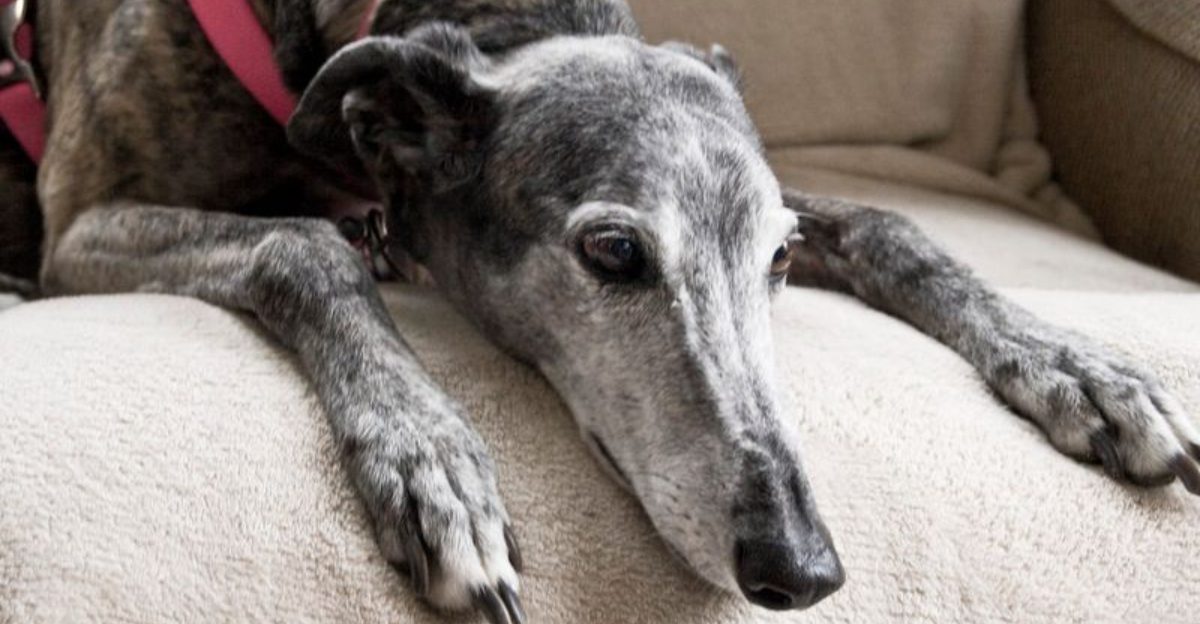 10 calm dog breeds owners love because they don't turn life into a ...
