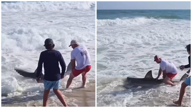 Wild video shows fisherman’s wild great white shark catch
