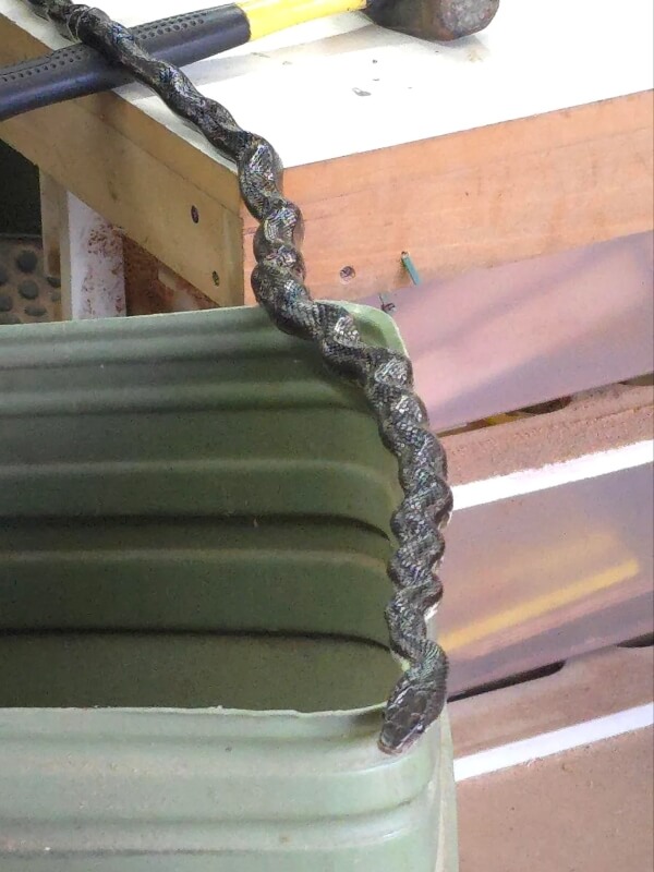 Dad finds 'braided' snake in garage before commenters reveal why they ...