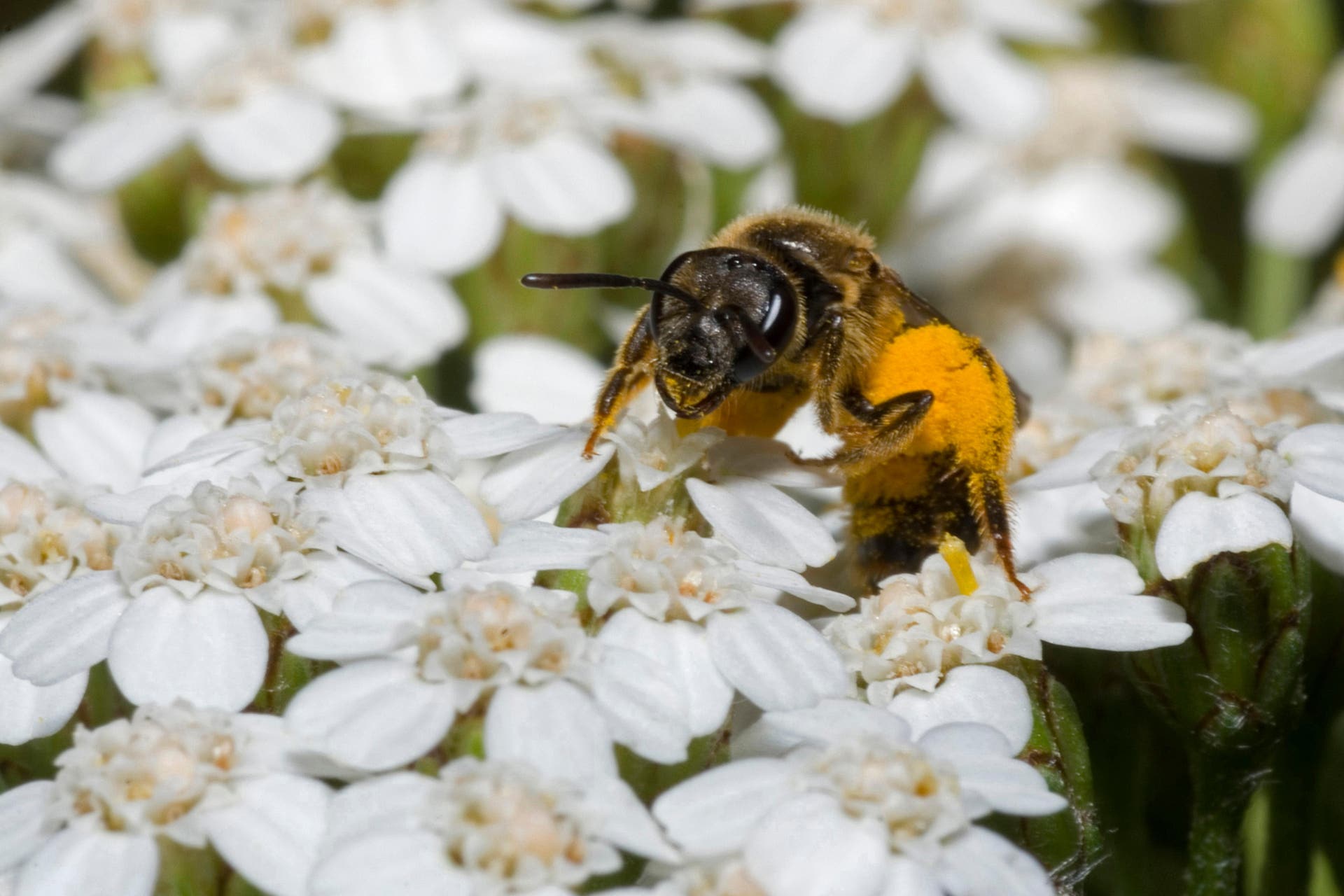 10 of the best plants to attract pollinating insects to your garden