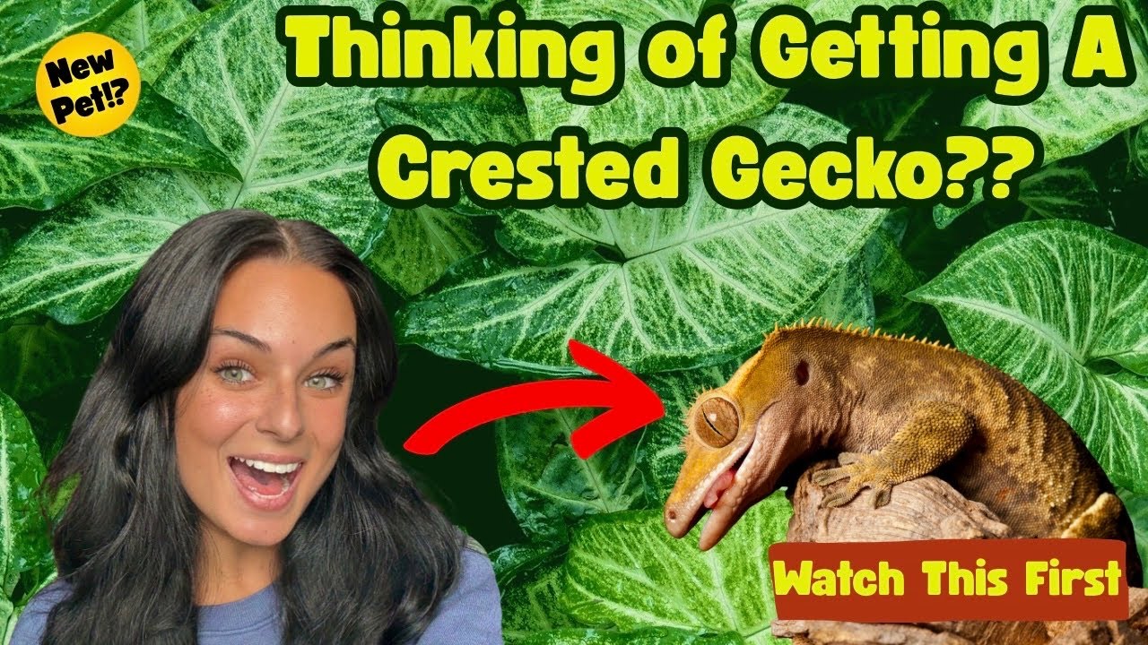 Everything you need to know before getting a crested gecko