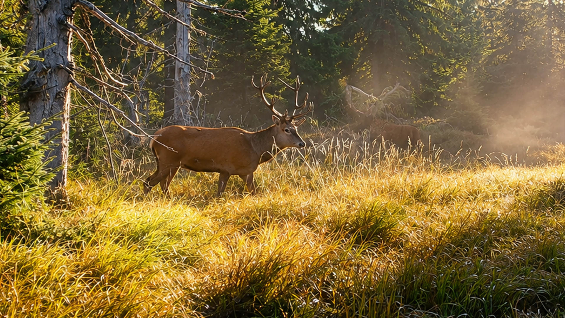 A camera trap reveals daily life along a forest travel route