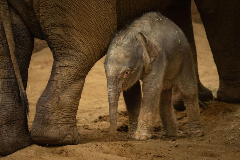 Endangered baby elephant born at Whipsnade Zoo