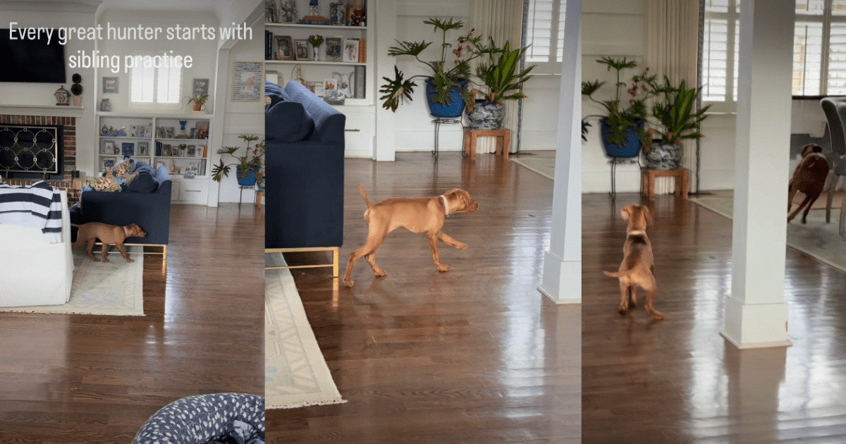 Dog has perfected the slow walk to sneak up on furry sister