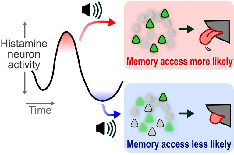 Moment-to-moment memory access may depend on histamine neuron swings