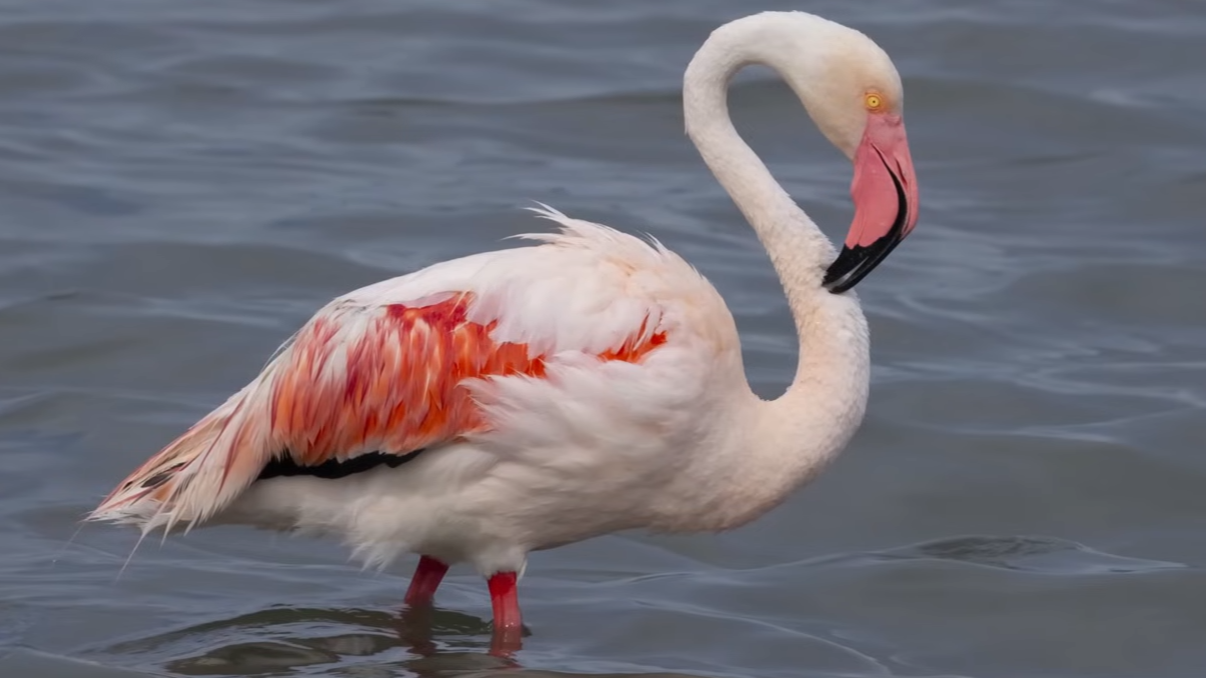 This was the world's oldest flamingo - and it lived absurdly long