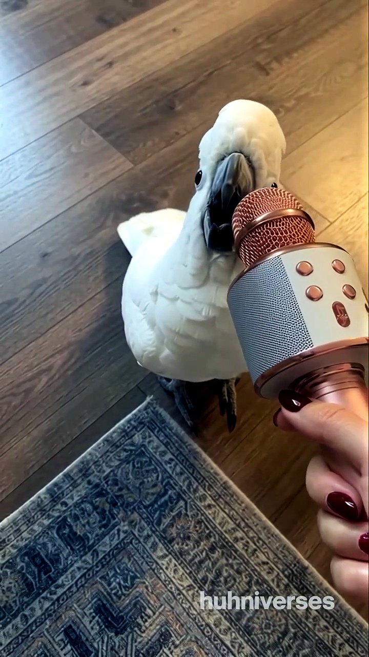 Ce perroquet découvre l'autotune et la reverb et il adore