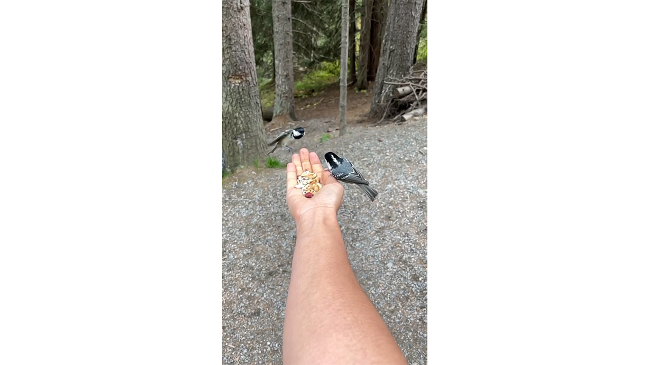 Wild forest bird perching on hand during gentle feeding moment