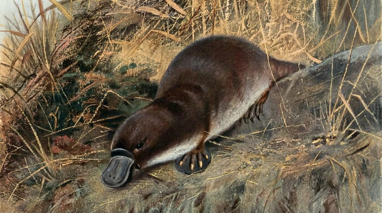 These real animals look so strange that people struggle to believe they ...