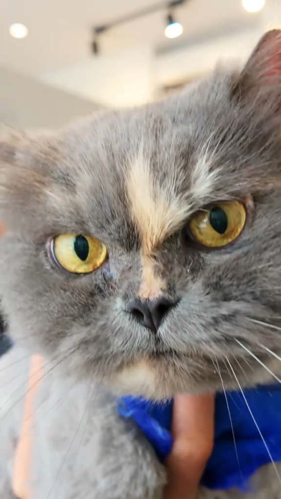 Meet the spiciest cats I've ever groomed 🌶️😼