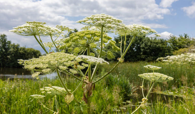 Parents warned about plant commonly found in Ireland that can leave ...