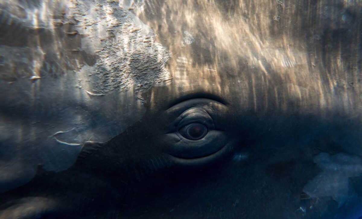 Scientists found a 100-year-old unexpected object inside a whale, and ...