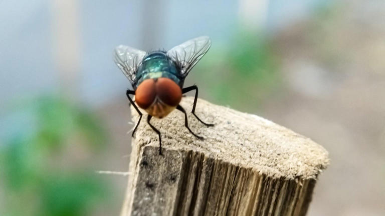 State officials announce emergency rule to prevent spread of parasitic ...