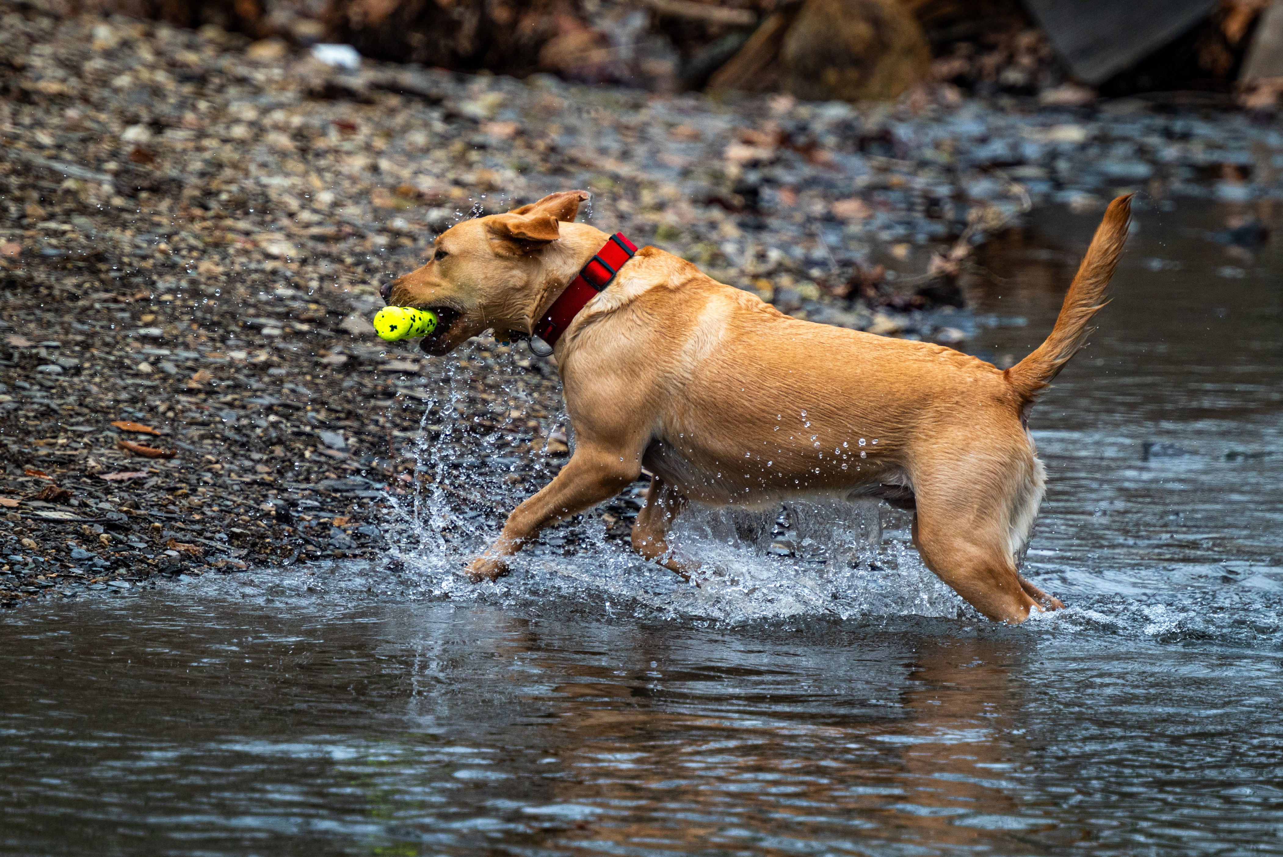 15 hunting dogs that have proven their worth generation after generation