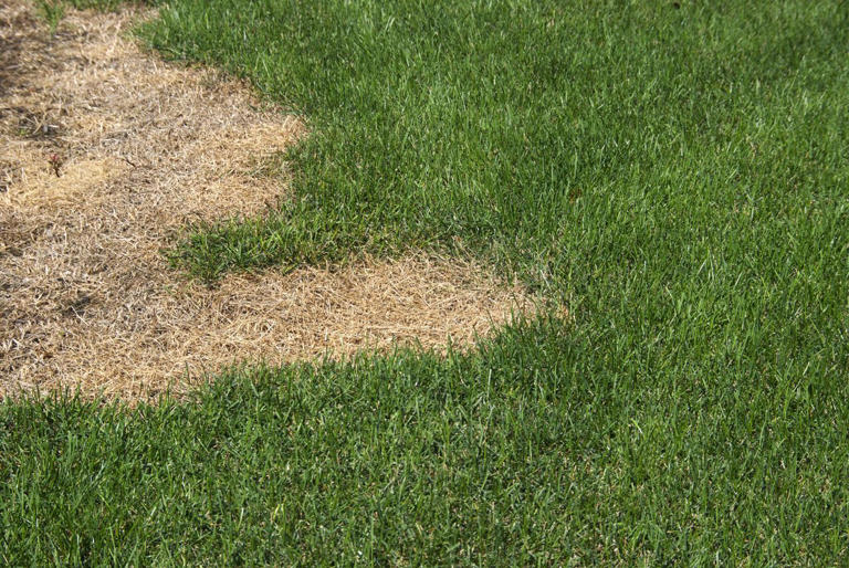 How to fix brown grass along sidewalks and driveways, according to a ...