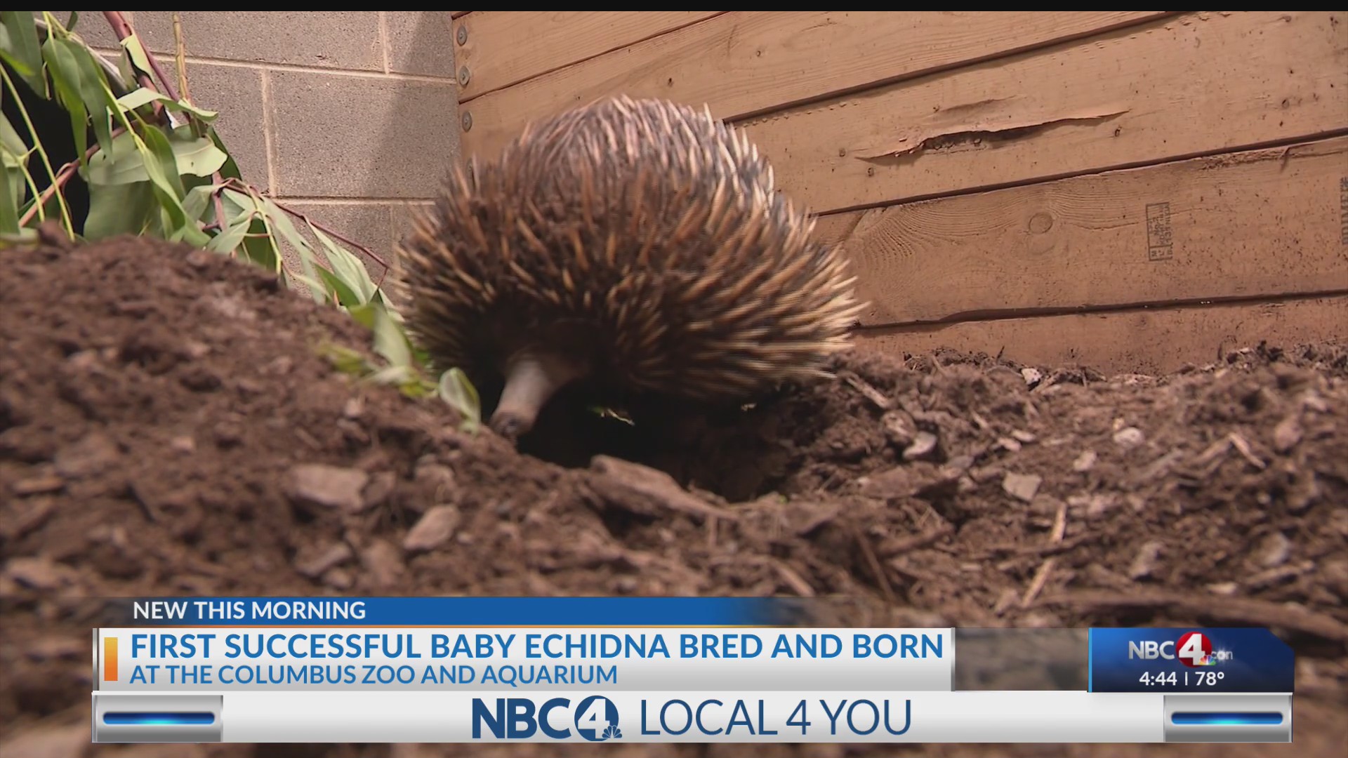 Columbus Zoo and Aquarium one of few homes to the rare echidna