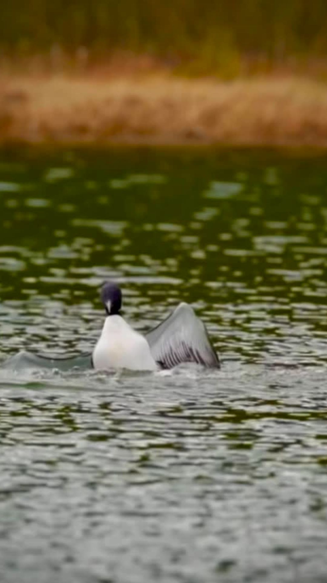 Amazing loons: Belly surfing behavior and parasite control