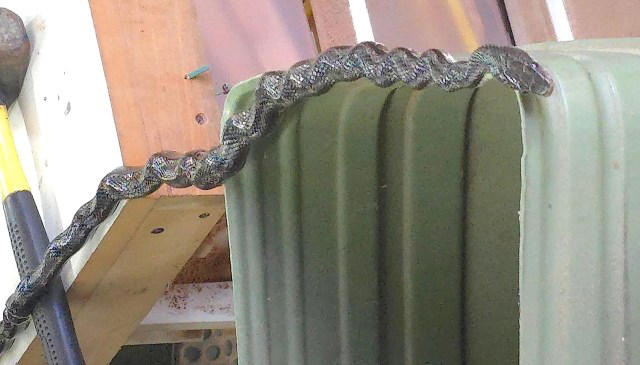 Dad finds 'braided' snake in garage before commenters reveal why they ...