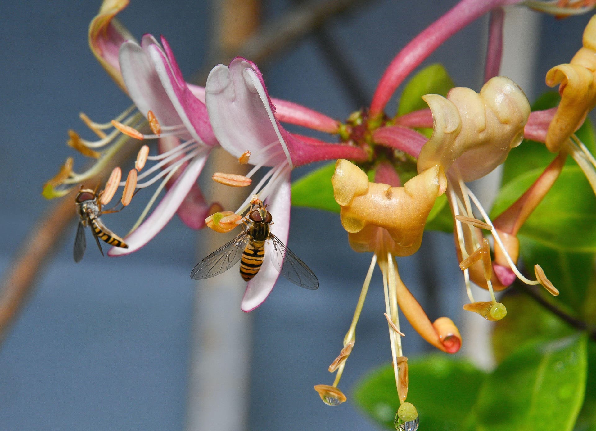 10 of the best plants to attract pollinating insects to your garden