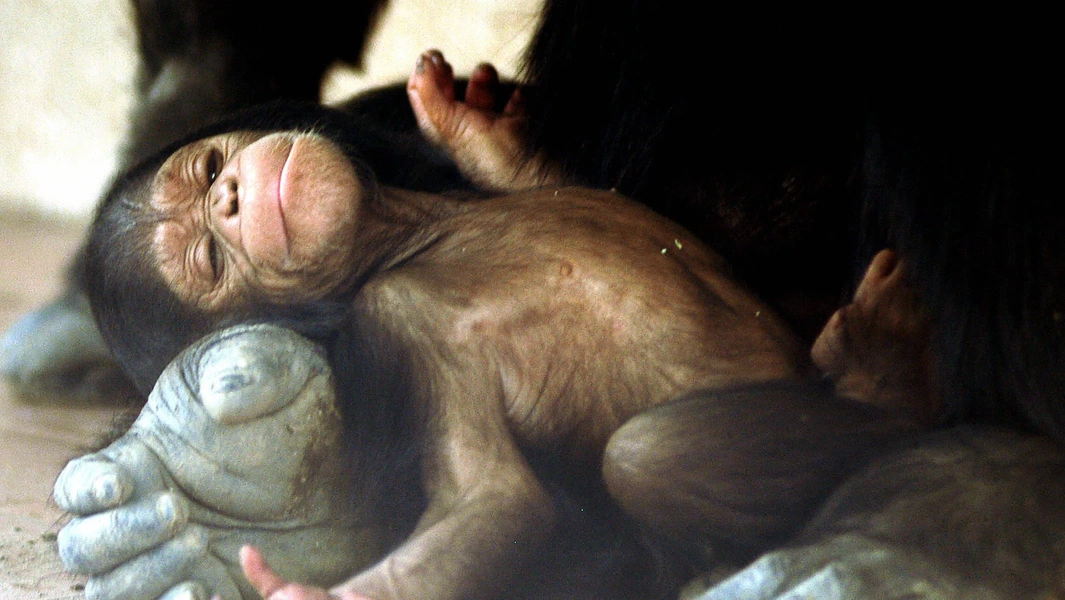 Mother chimp’s tender look at human baby draws global attention