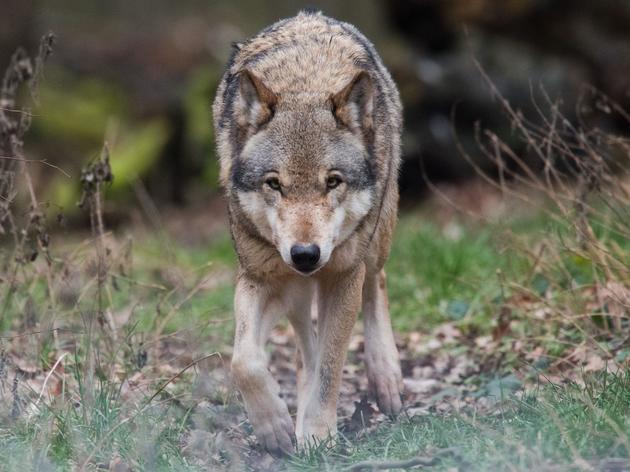 Kreis Olpe genehmigt Entnahme von Wolf "GW1896m"