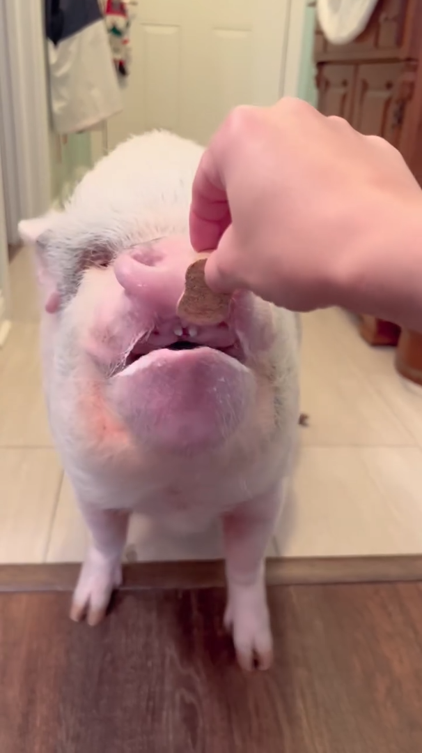 Cute pig moments that will melt your heart