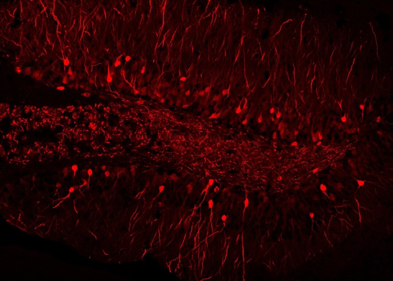 Sleepy mice forget who they have met, but an asthma drug brings it all back