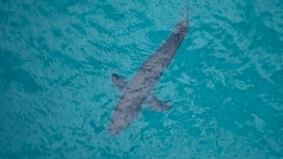 'Being attacked by a shark': 911 calls capture panic after Florida attack