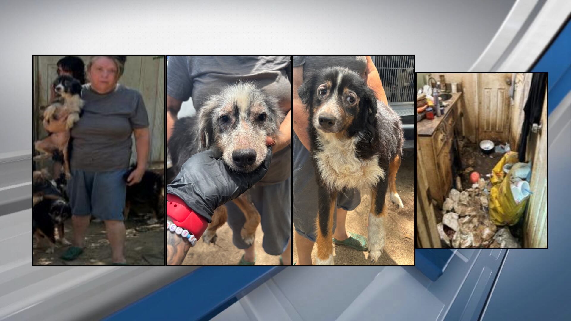 Smith County woman wanted after 38 dogs found in poor living conditions